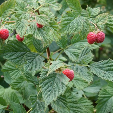 Quelles plantes peut-on fumer et pourquoi ? | Equilibre CBD