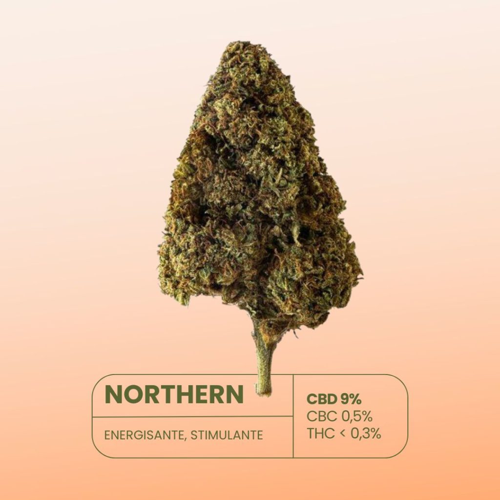 boutique - Equilibre CBD